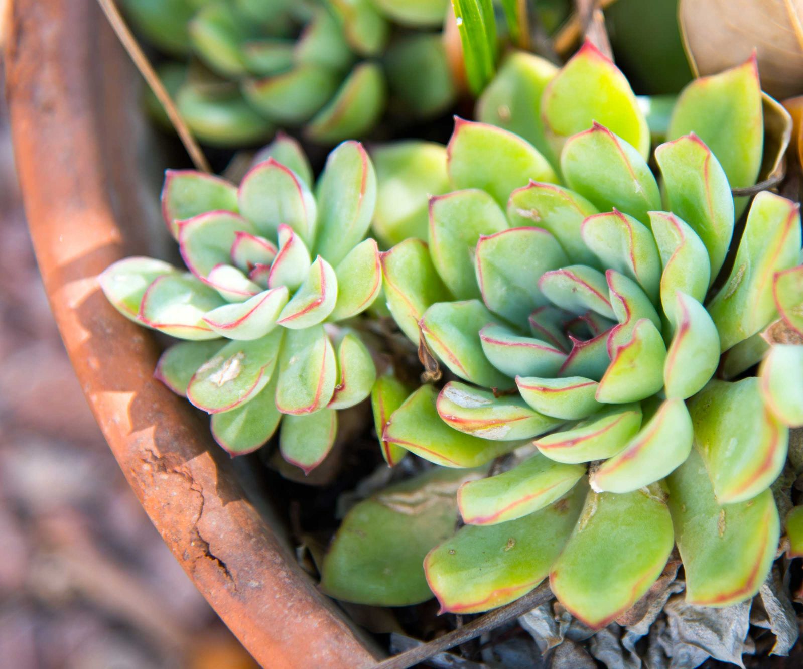 Succulent mistakes: 5 common errors with these indoor plants | Homes ...