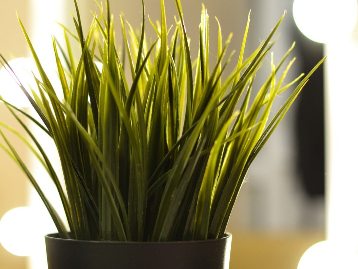 Grow A Grass Houseplant - Growing Grass Indoors | Gardening Know How