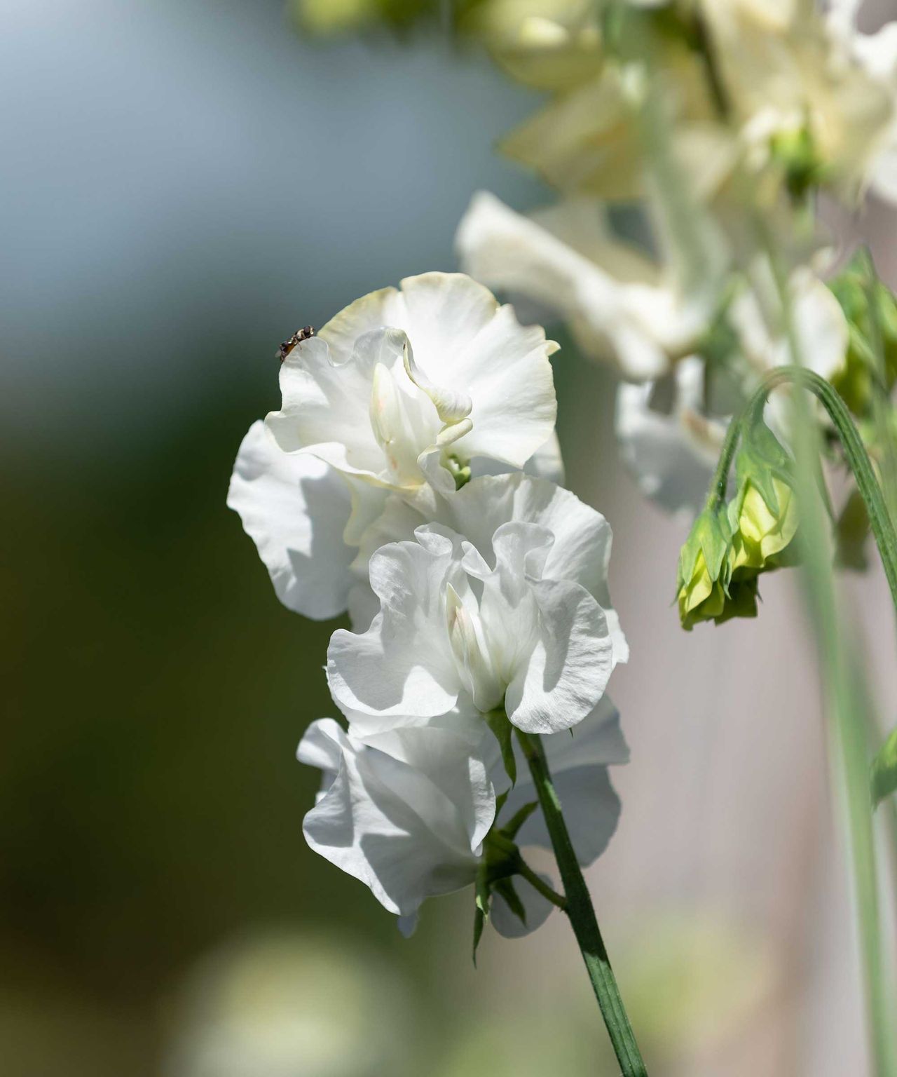 Sweet pea varieties: 16 blooms for summertime scent | Gardeningetc