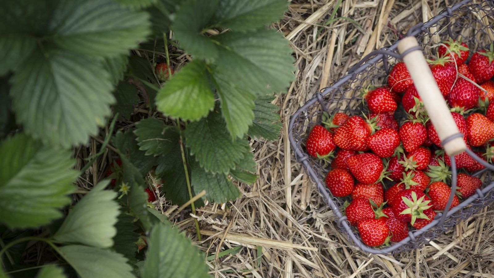 When to fertilize strawberries: top tips for bigger fruits | Homes and ...