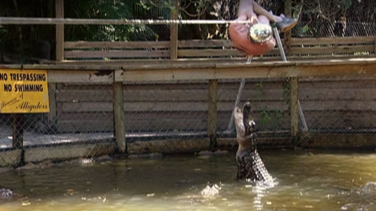 Steve-O's Best Jackass Movie Stunts, Ranked | Cinemablend