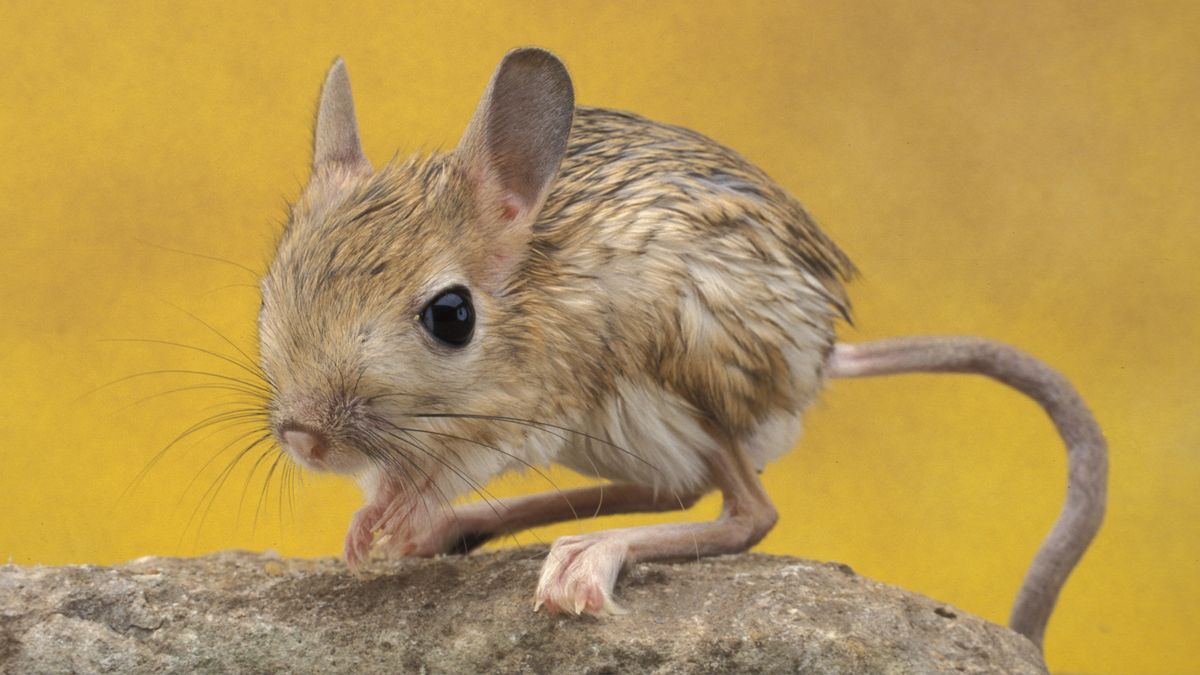 Weird and unusual animals you’ve not heard of before | PetsRadar