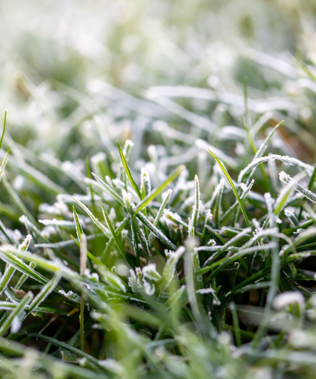 Will grass seed grow after a frost? Expert cold weather tips | Homes ...