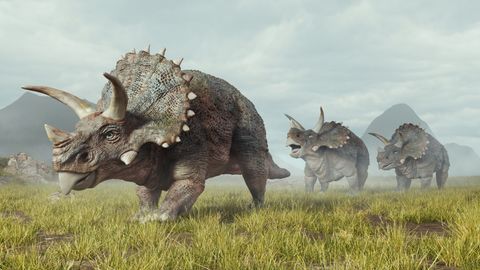 Triceratops: Facts about the three-horned dinosaur | Live Science