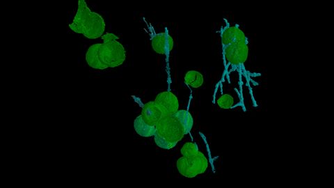 635 million-year-old fossil is the oldest known land fungus | Live Science