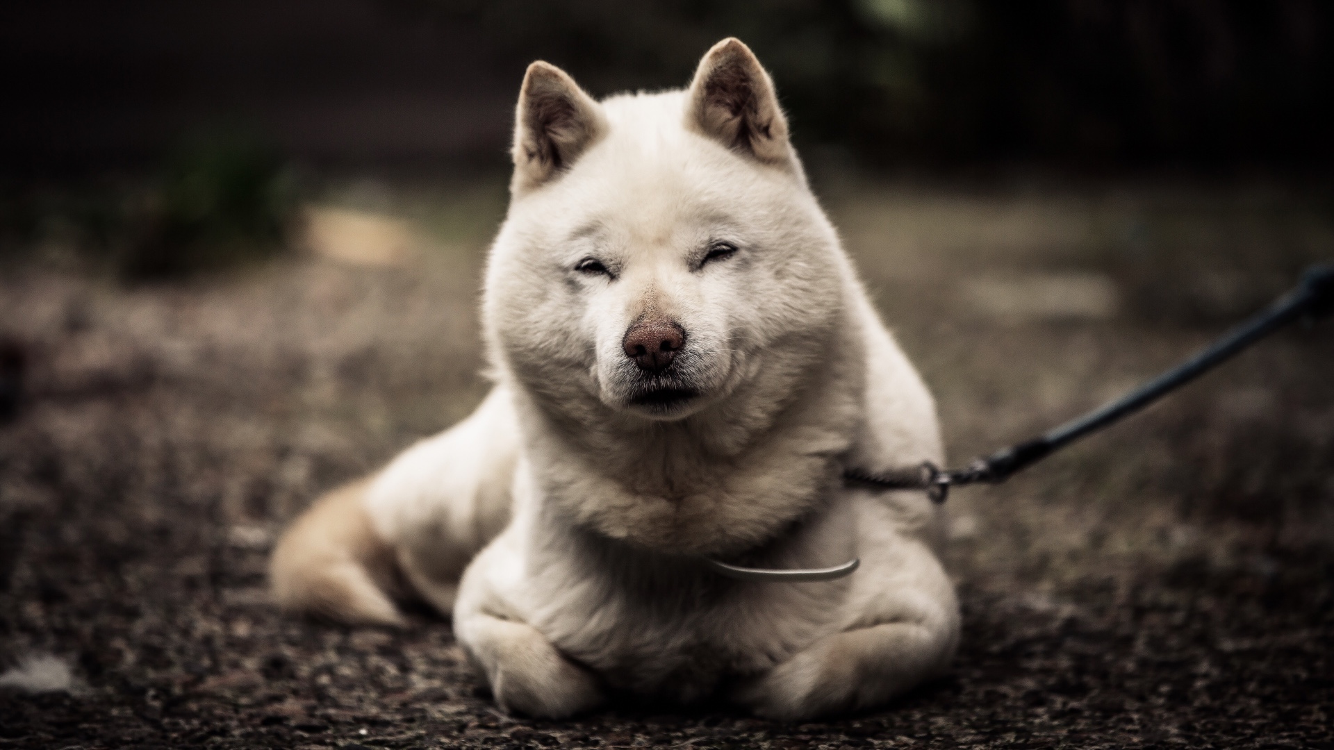 8 Japanese dog breeds you should say Konnichiwa to | PetsRadar
