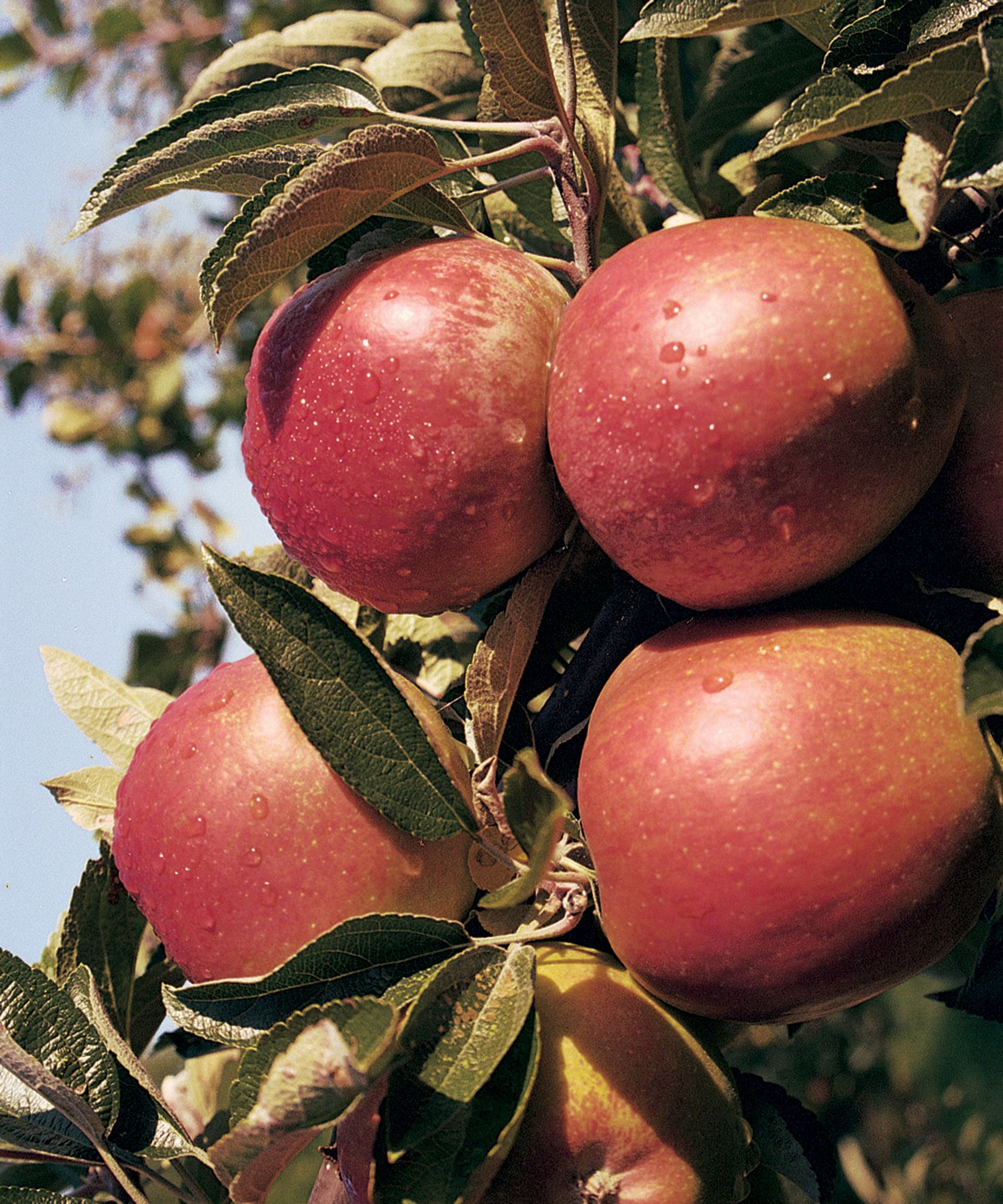 Experts reveal best crop for food security and sustainability ...