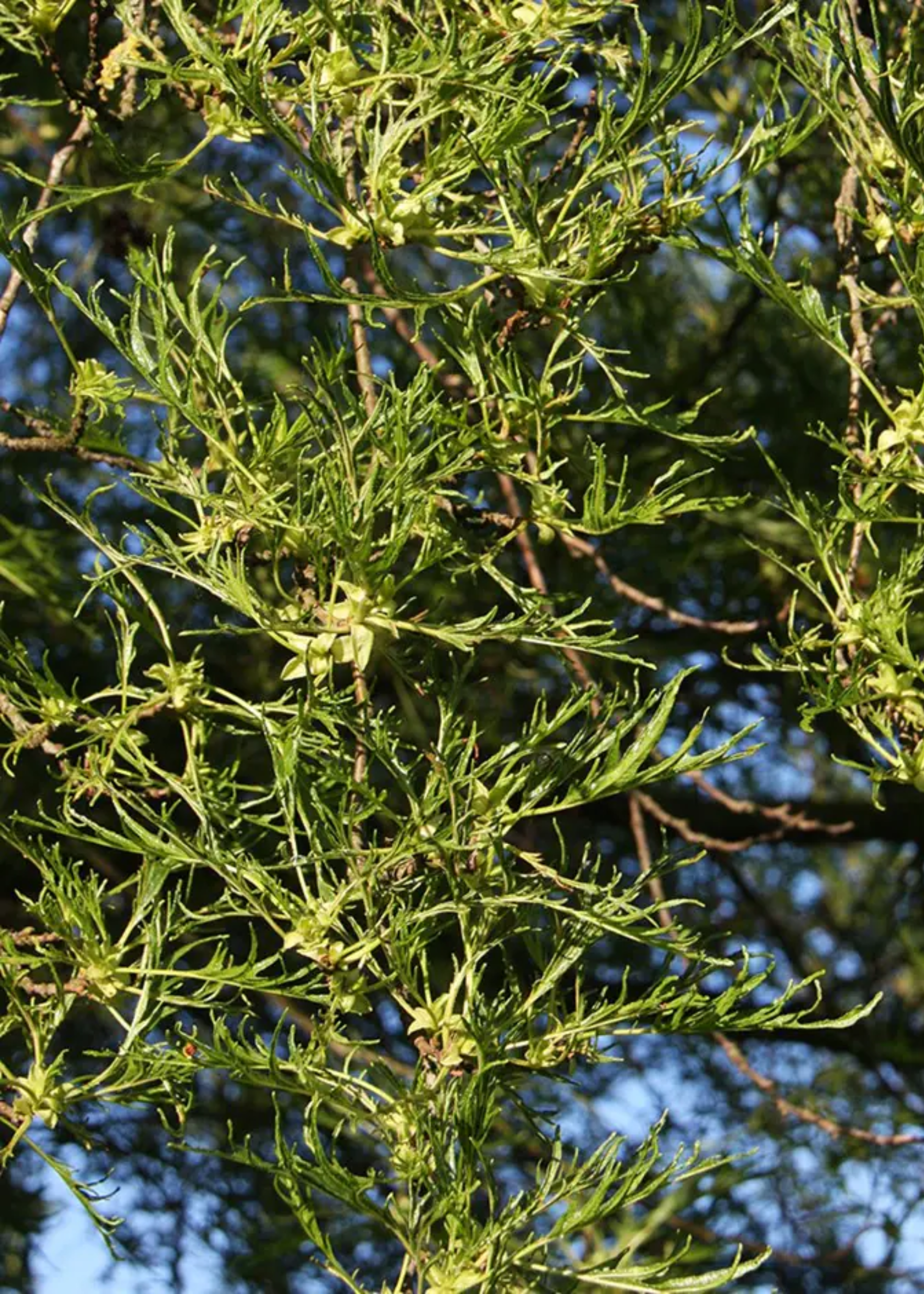 Our Guide to the 12 Birth Month Trees to Grow in Your Garden | Livingetc