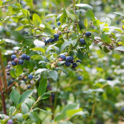 When to prune blueberries for your best crop yet | Ideal Home