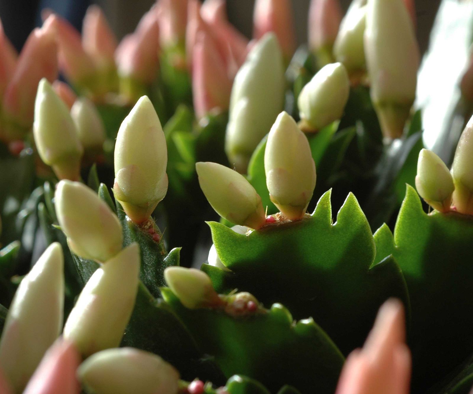 Why are the buds falling off my Christmas cactus? | Homes and Gardens