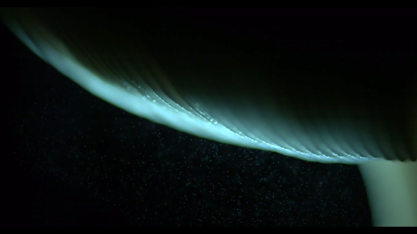 Mushrooms 'Make Wind' to Spread Spores | Live Science