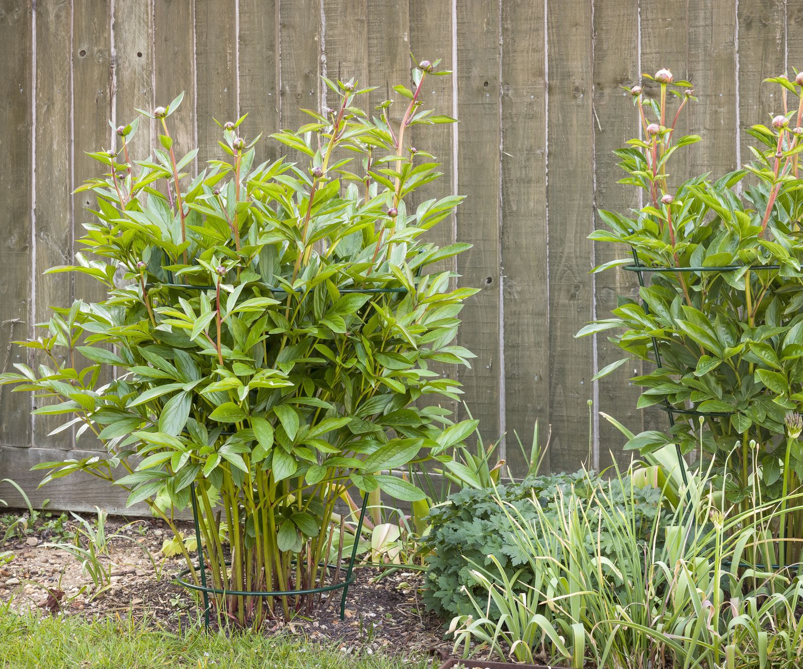 How to support peonies: 7 ways to stop them flopping over | Homes and ...