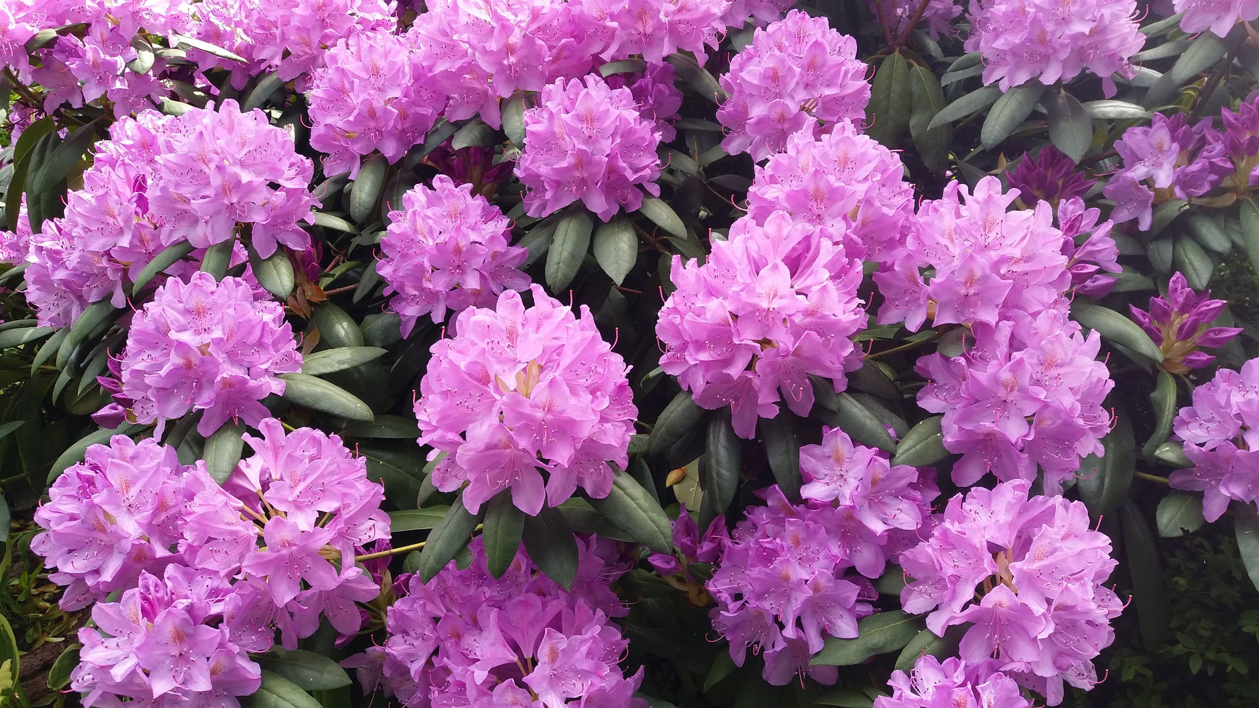 Should you deadhead rhododendrons? Experts weigh in | Ideal Home