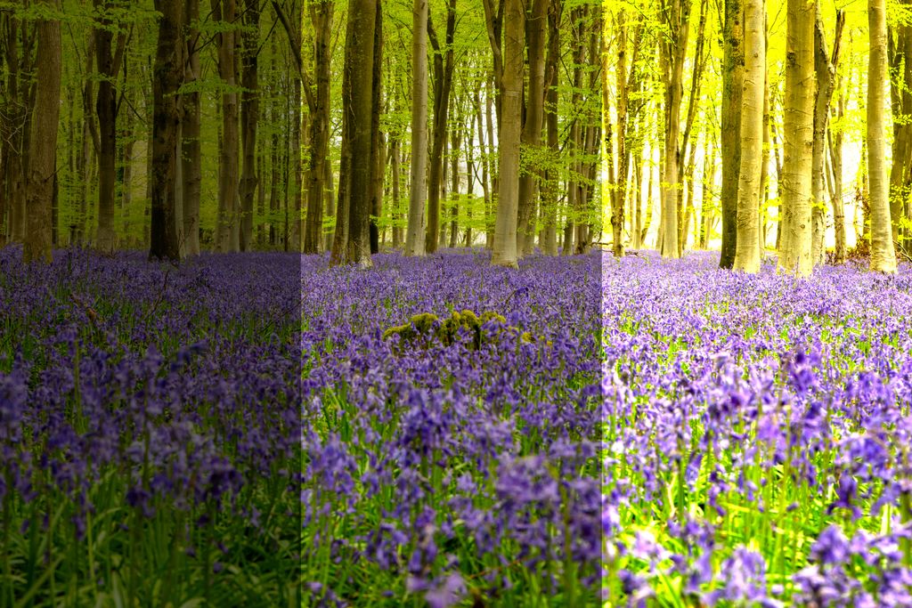 Want a wall-length panorama? Here's how to create jaw-dropping giant ...