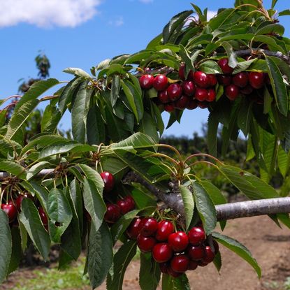 Fruit Trees to Grow — 8 Easy Varieties for a Backyard | Livingetc