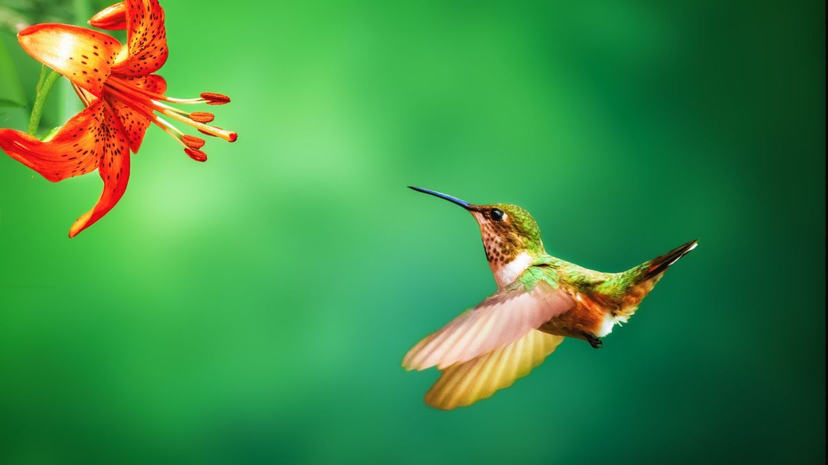 32 types of birds you might see in your backyard | PetsRadar