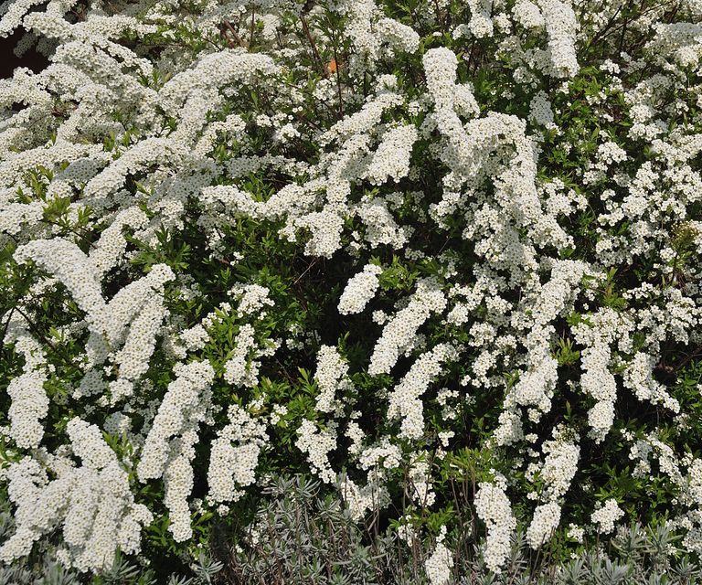 10 of the best spiraea varieties and where to buy them | Homes and Gardens