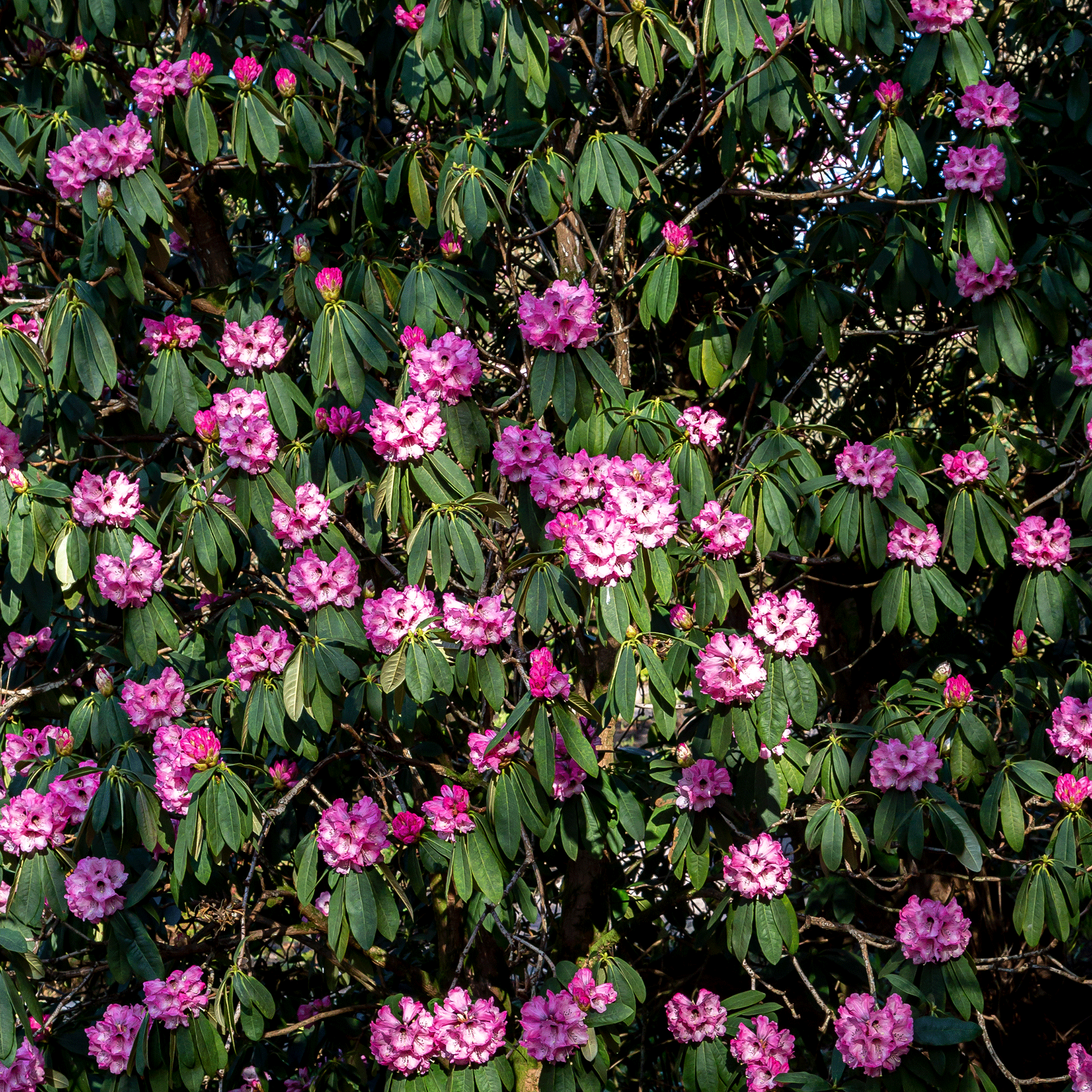 When to prune rhododendrons for happy and healthy plants | Ideal Home