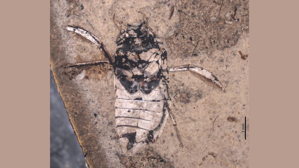 Jurassic insect wore eggs on its legs, fossils show | Live Science