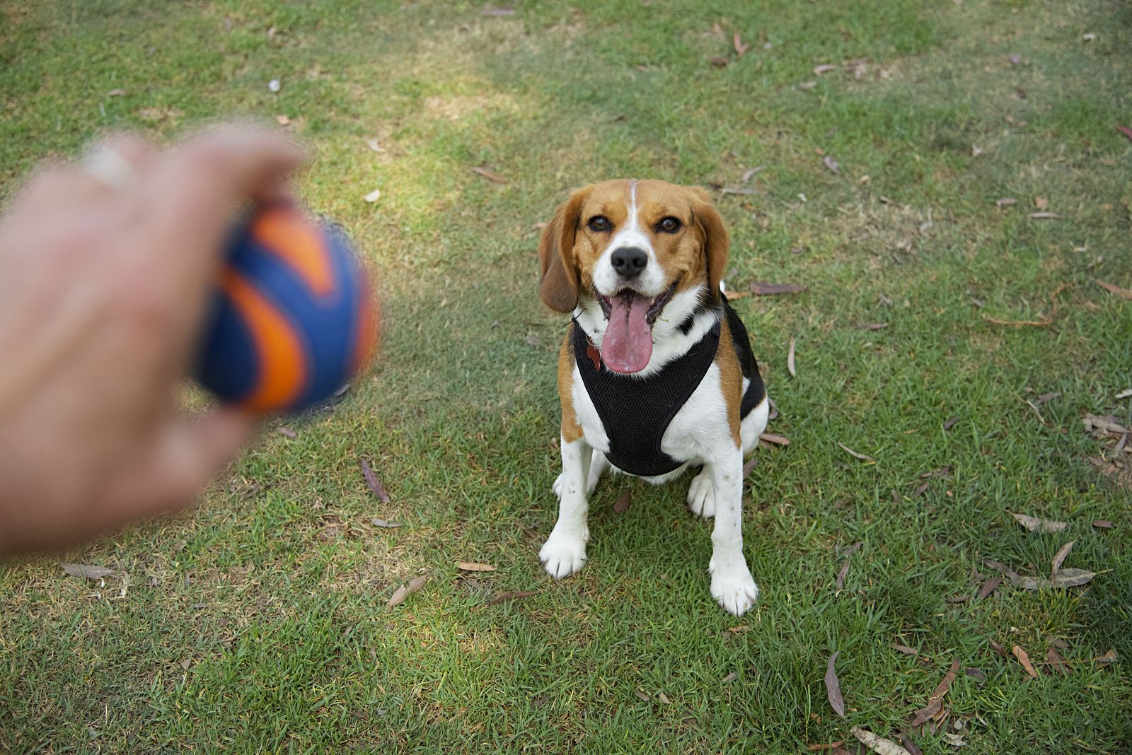 Crossbreed dogs: 15 of the best non-pedigree chums | Country Life