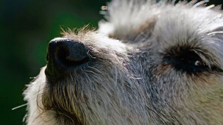 Burned dog paws: Vet's guide to signs, causes and treatment | PetsRadar