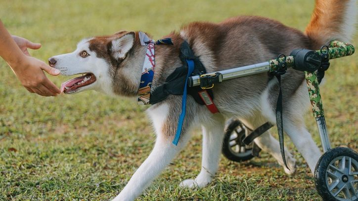 32 scary but common dog problems | PetsRadar