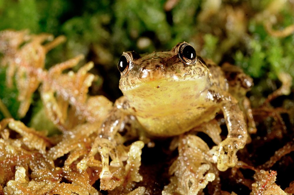 The Kaleidoscopic Colors of Frogs | Live Science