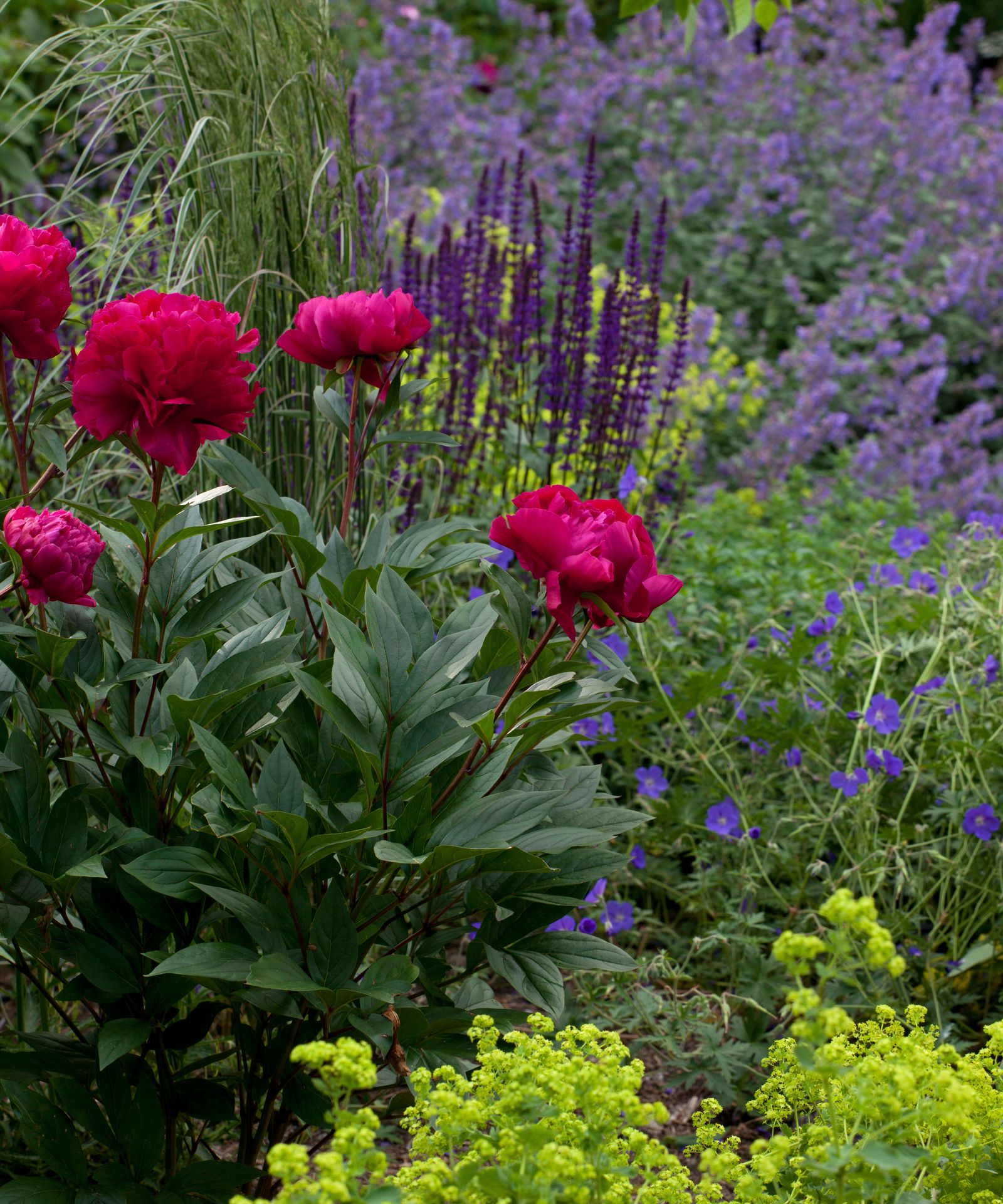 How to grow peonies to enjoy their glorious blooms | Homes and Gardens