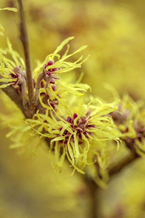10 tips for amazing close-up photos of flowers with a Canon EOS camera ...