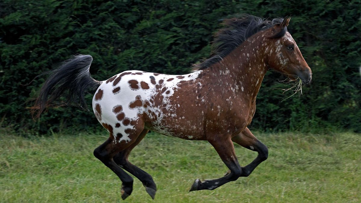 Bluffer’s guide to horse colors | PetsRadar