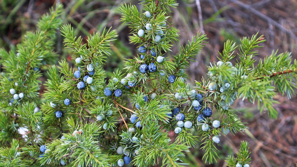 How to grow creeping juniper: evergreen ground cover advice | Homes and ...