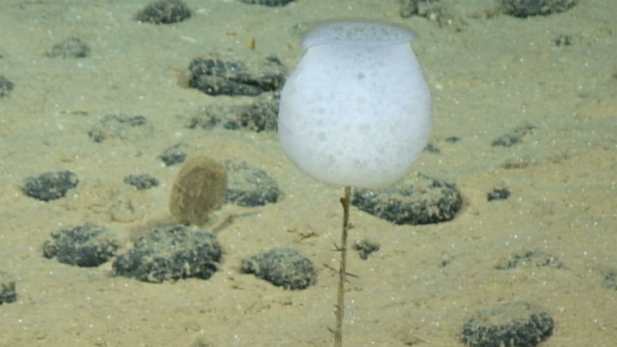 'Gummy squirrel' found in deep-sea abyss looks like a stretchy half ...