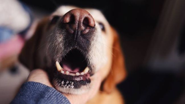 Why are my dog’s teeth chattering? Vet's guide to causes | PetsRadar