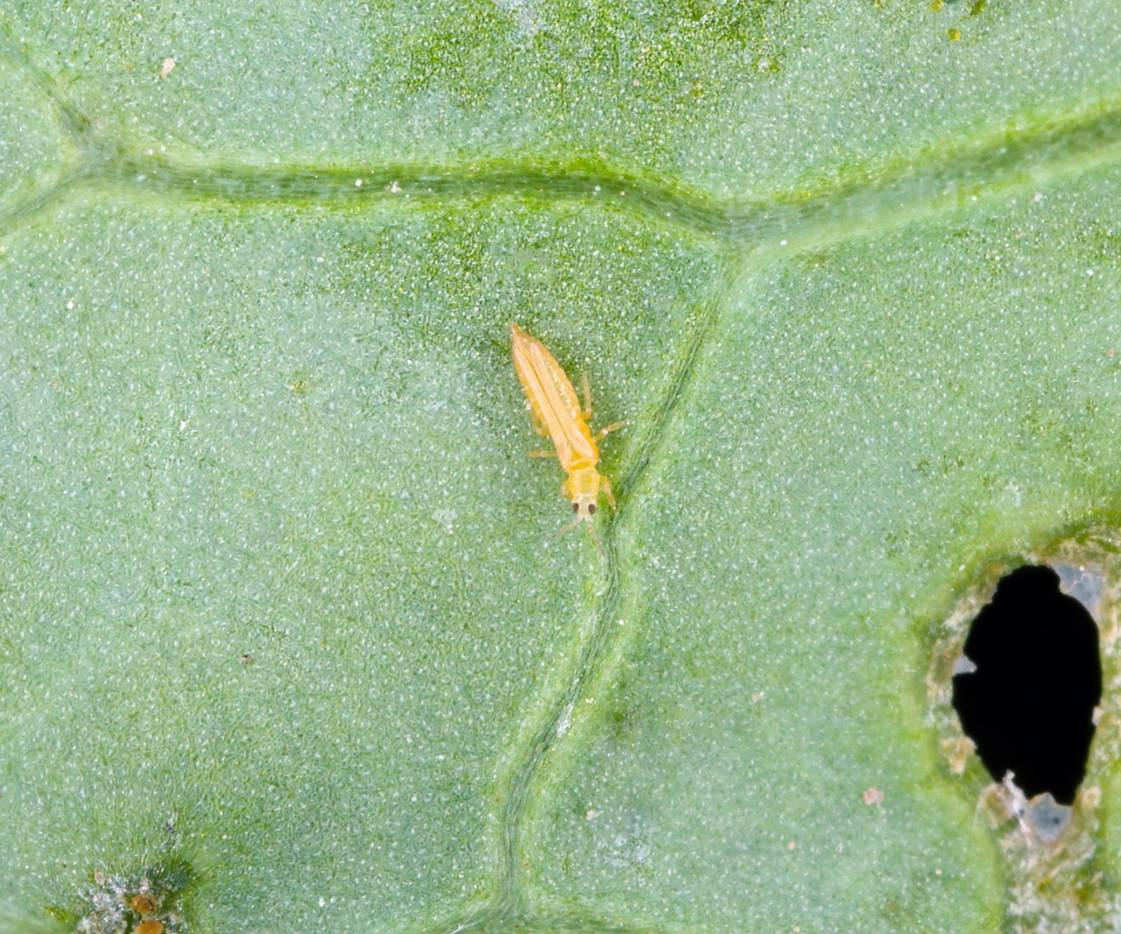 Rose pests: expert tips to protect your plants | Homes and Gardens