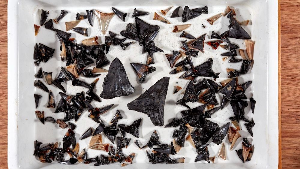 Massive graveyard of fossilized shark teeth found deep in the Indian ...