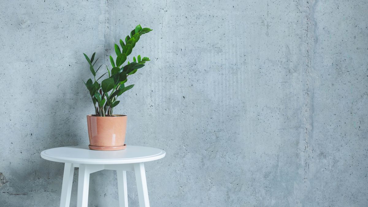 7 plants that can survive without sunlight | Tom's Guide