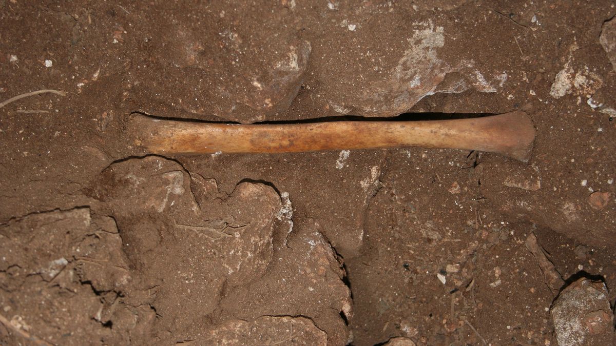 Cup crafted from prehistoric human skull discovered in cave in Spain ...