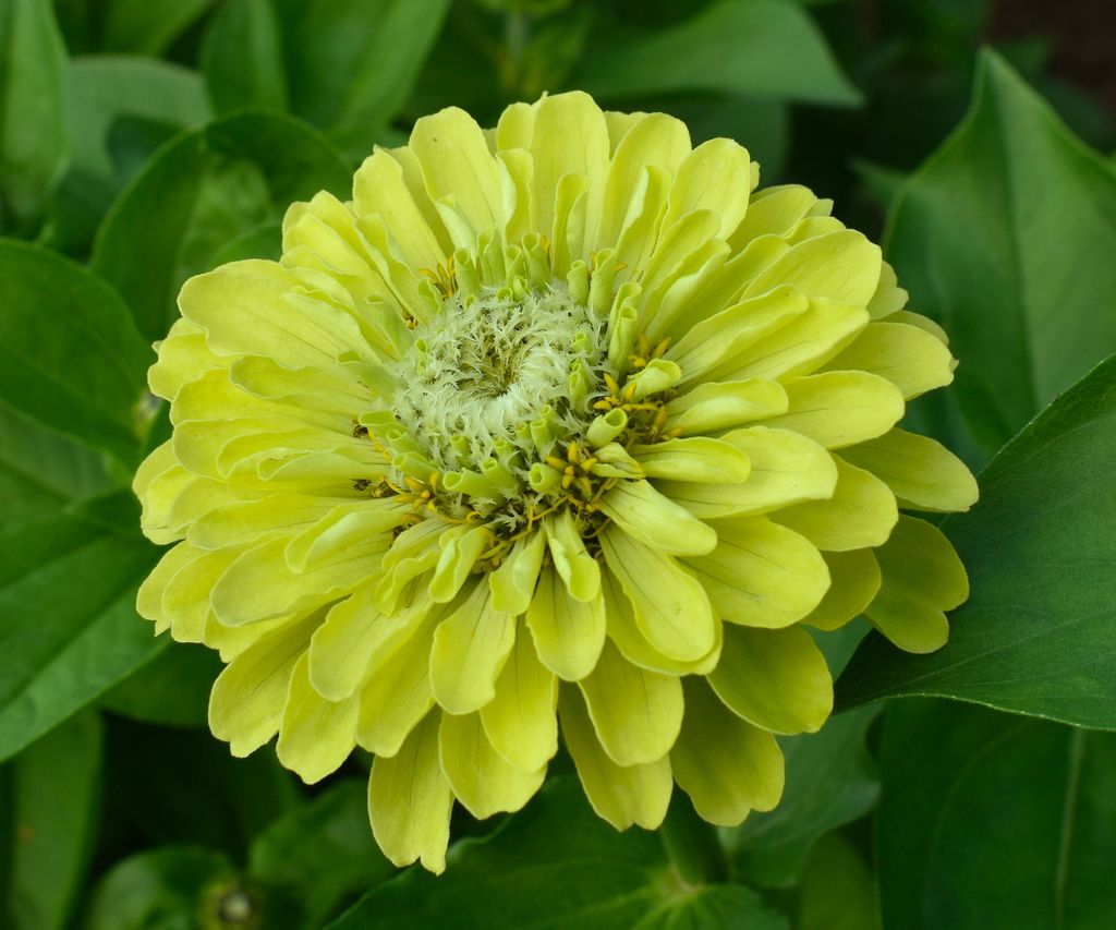 Grow The Color Of The Year With Cyber Lime Plants | Gardening Know How