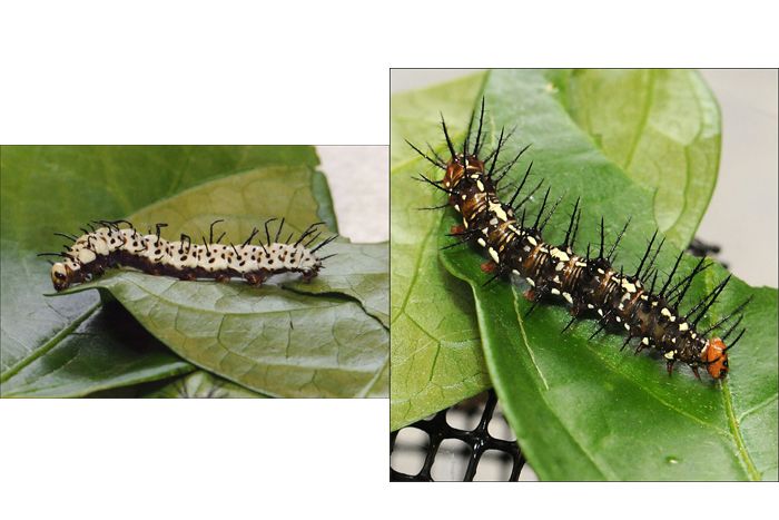 In Photos: The Power of Poison Through Time: Page 2 | Live Science