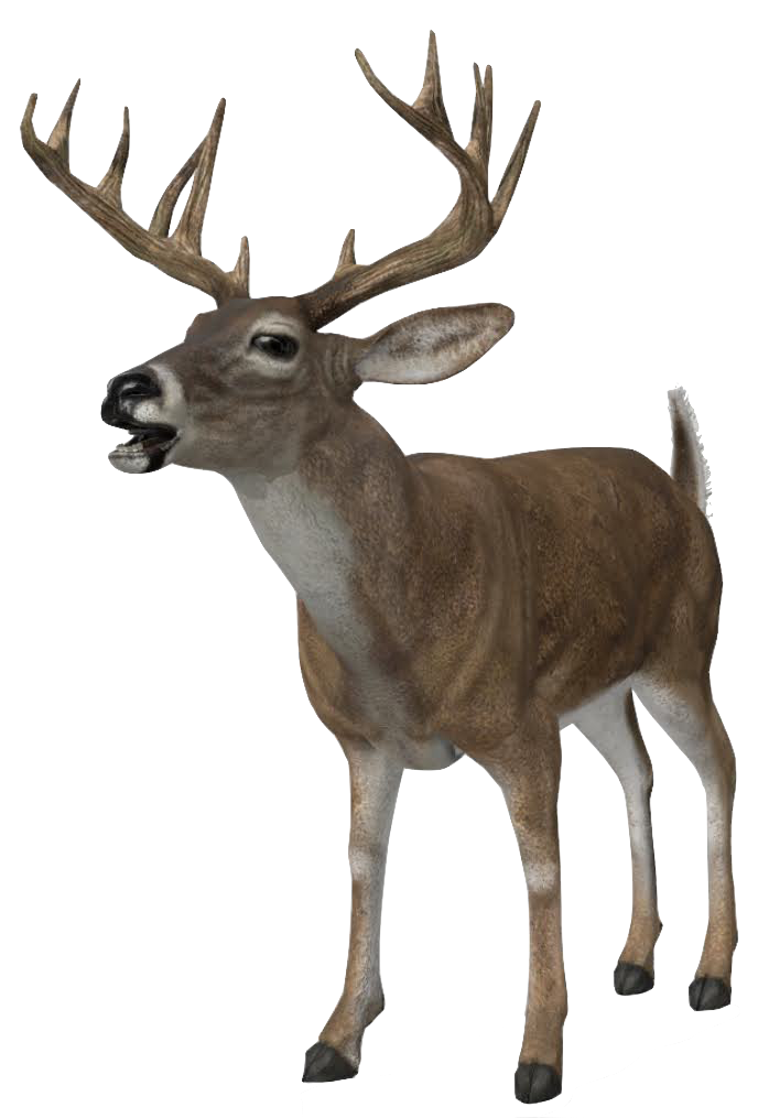Google 3D animals & AR objects: Full list & gallery | Android Central