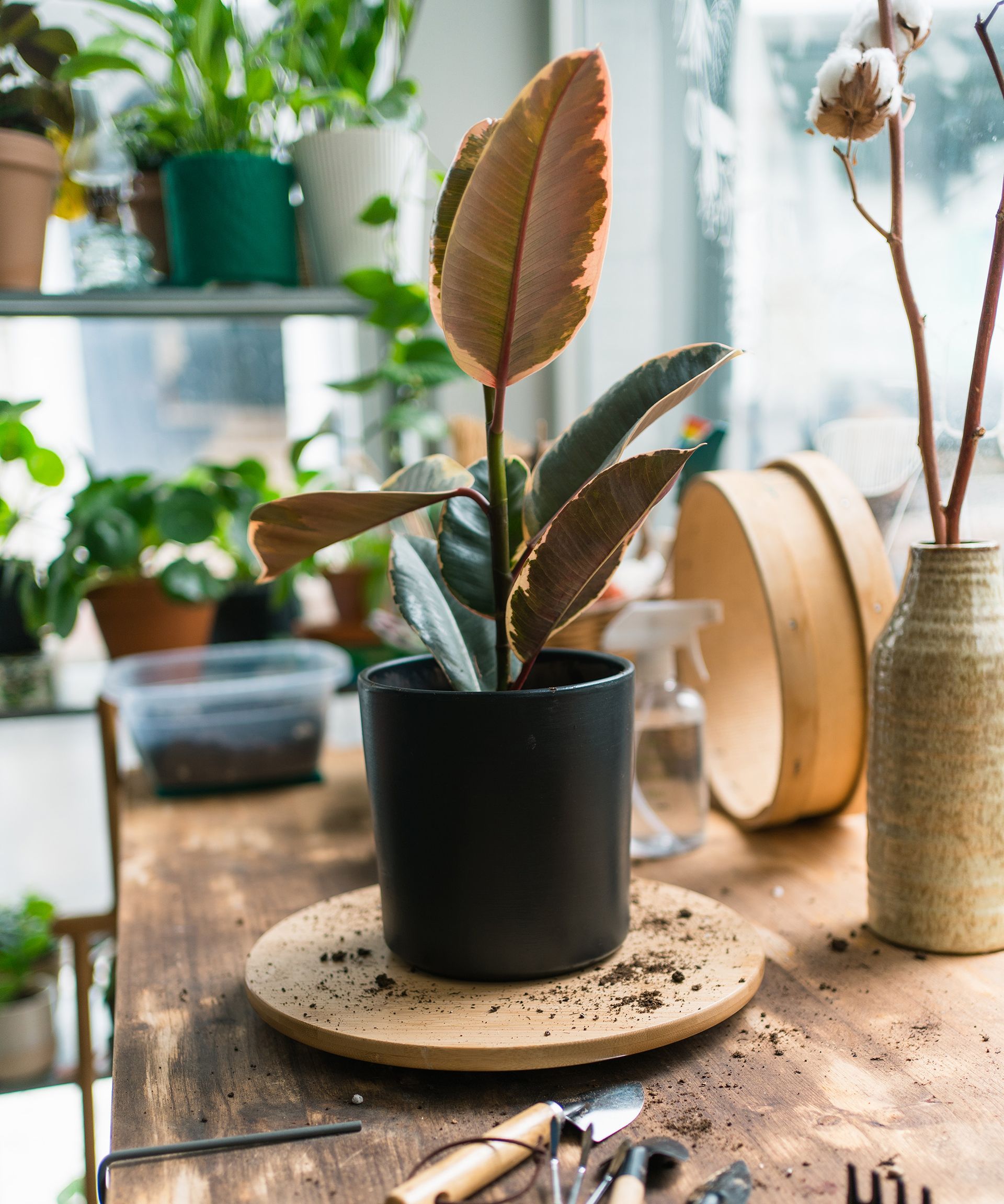 Rubber plant care guide: 6 expert tips | Homes and Gardens
