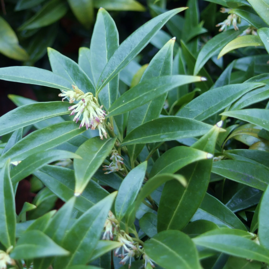 6 Small Fragrant Flowering Shrubs Perfect for Tiny Gardens | Livingetc