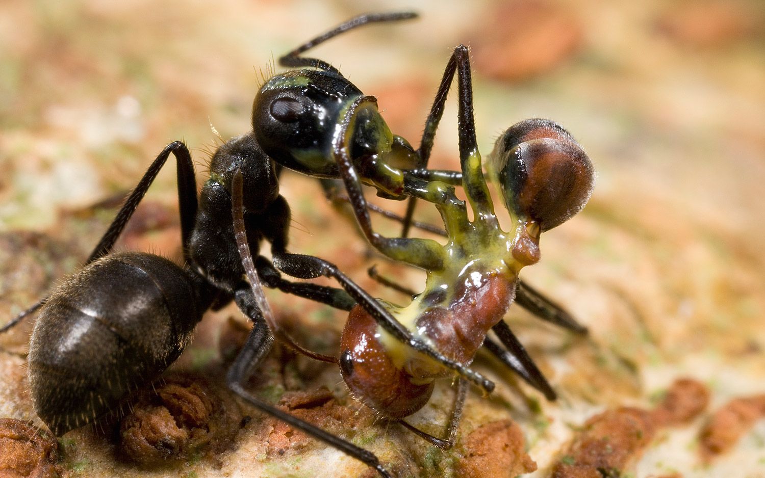 Exploding Ants Kill Foes, and Themselves, with a Blast of Toxic Goo ...