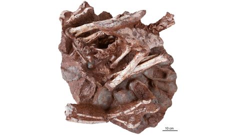'Rarest of the rare' dinosaur fossil found brooding on its eggs | Live ...