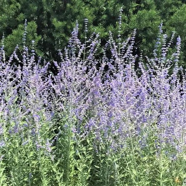 Best 6 plants with silver foliage: drought-tolerant planting | Homes ...