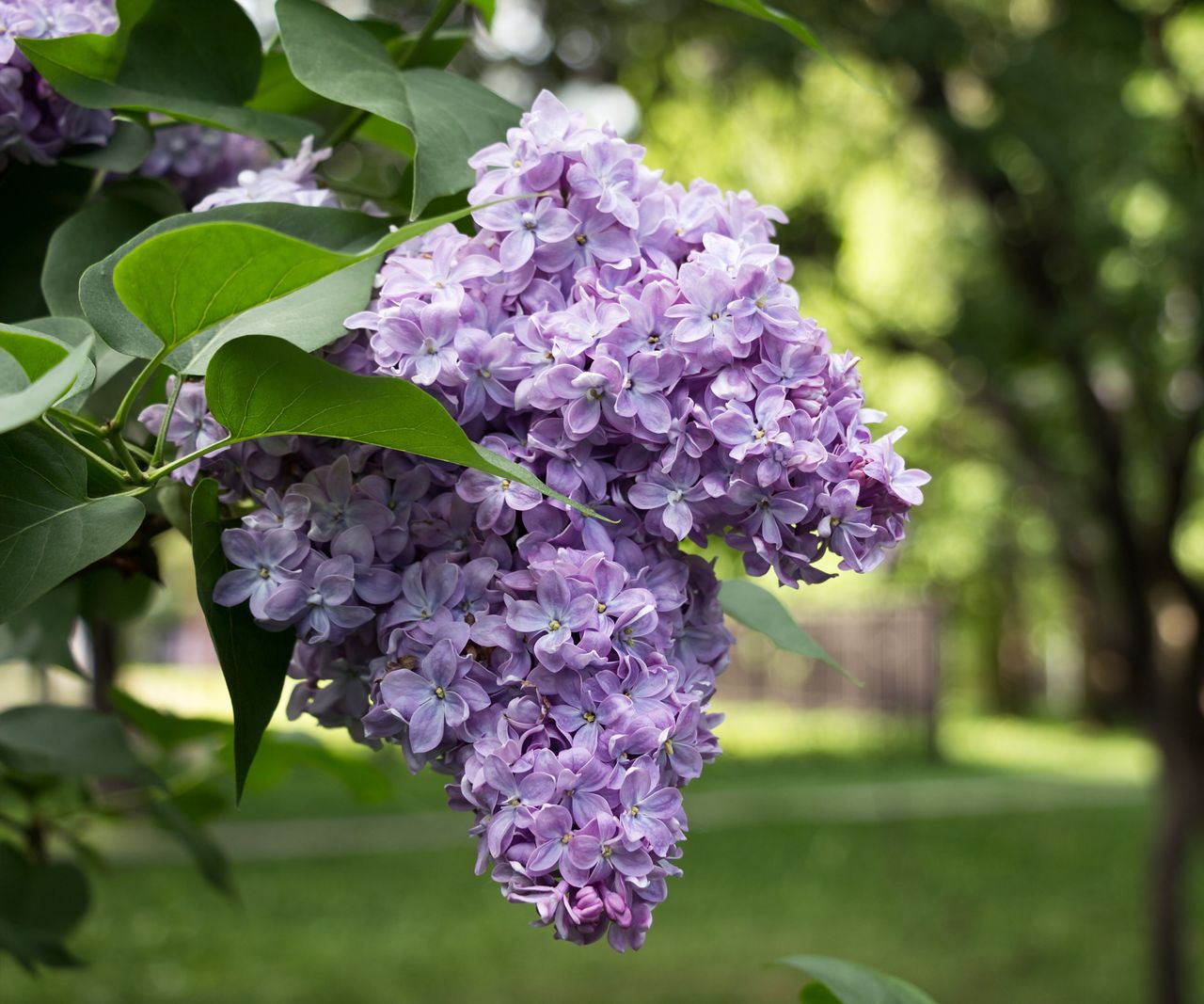 How and when to plant lilac bushes: expert gardening advice | Homes and ...
