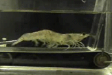 Scientists Put Shrimp on a Treadmill | Live Science