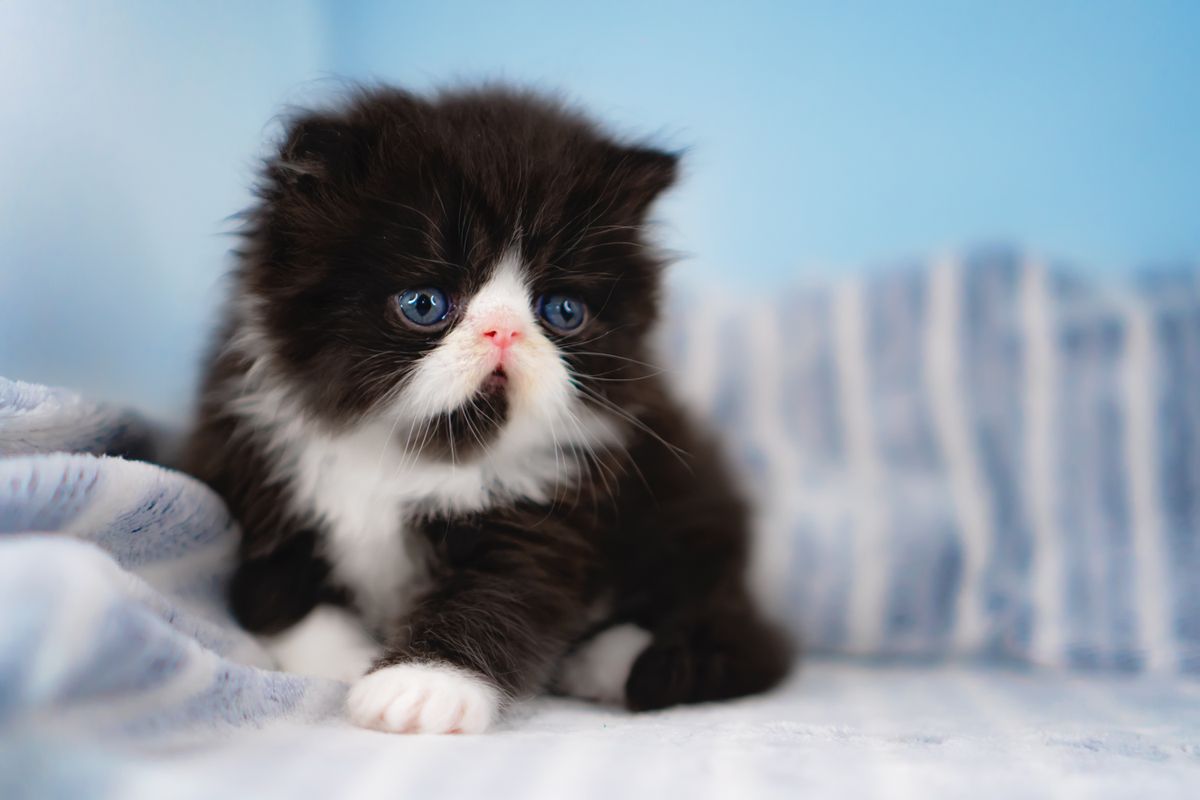 100+ male cat names and how to choose | PetsRadar