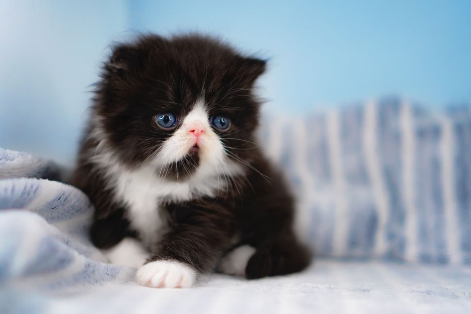 100+ male cat names and how to choose | PetsRadar