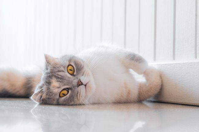 What does a cat spraying look like? And why do they do it? | PetsRadar